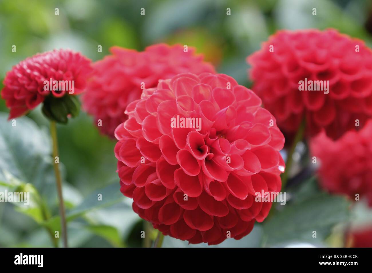 Bright red, round flowers against a green background, borken ...