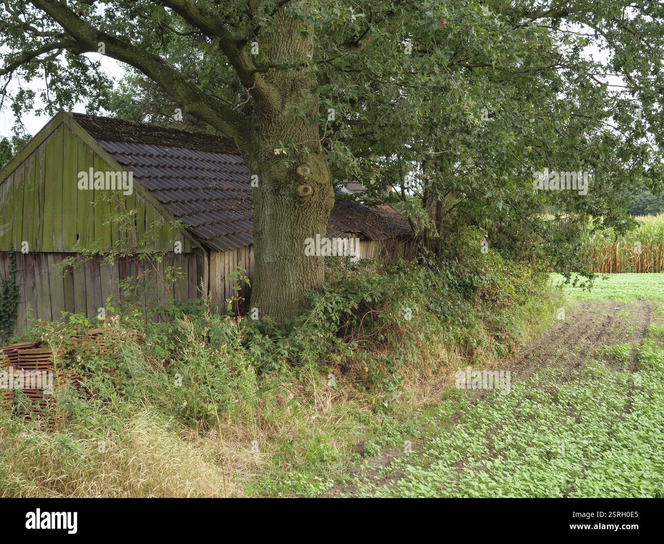 Old barn next to a large tree, surrounded by grasses and fields in the countryside, weseke ...