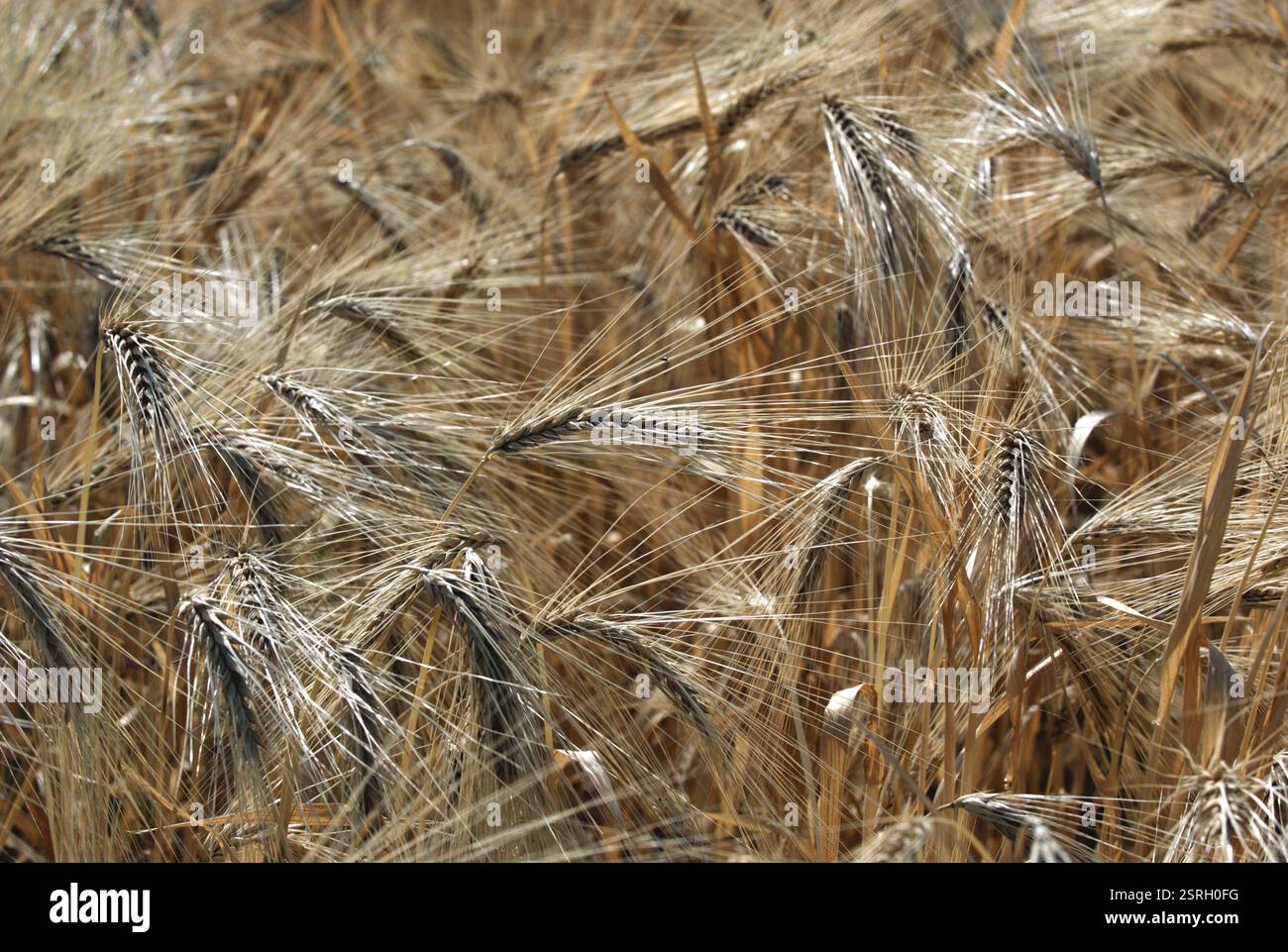 Golden wheat crops in field ready to harvest, Rajasthan, India, Asia ...