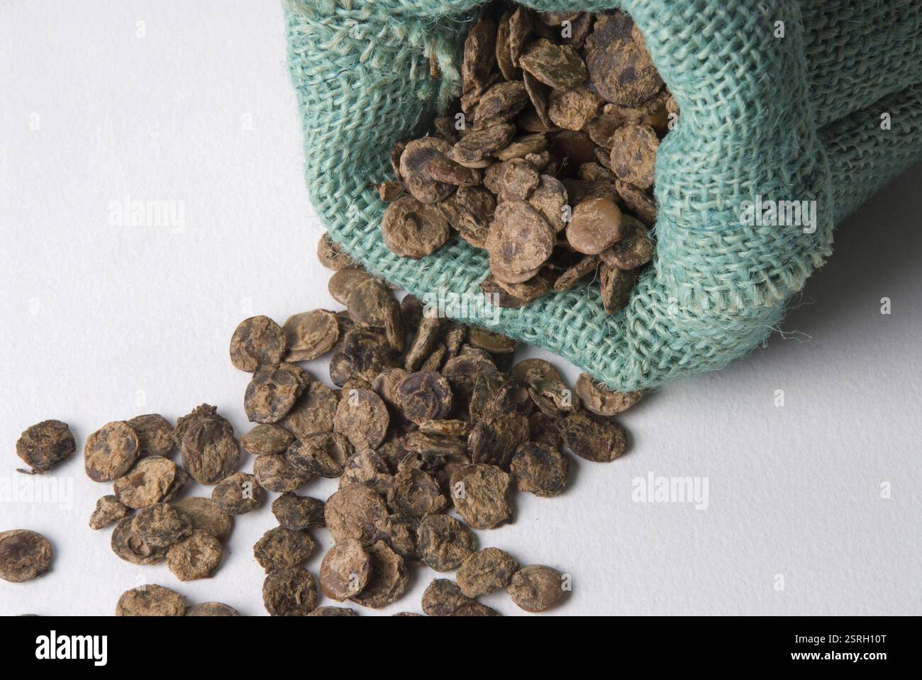 Kumbat dry vegetable in jute sack spread in white background Stock ...
