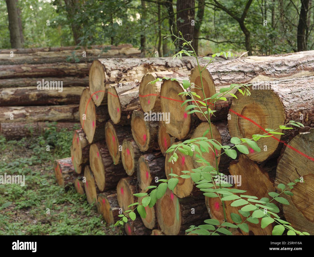 Stacked tree trunks in the forest with green vegetation, weseke ...