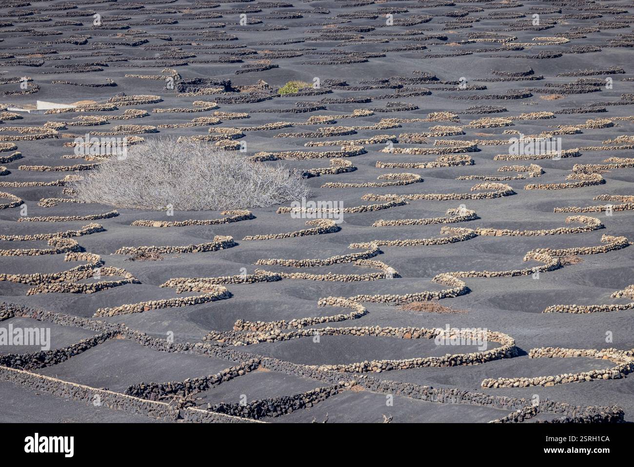 Pattern of moon shaped walls in the unique wine growing landscape of La ...