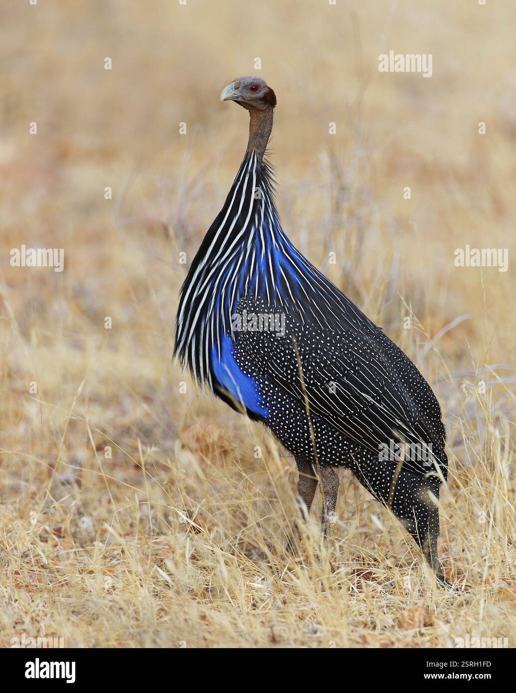 Vulture guinea fowl, (Acryllium vulturinum), family of guinea fowl, in ...