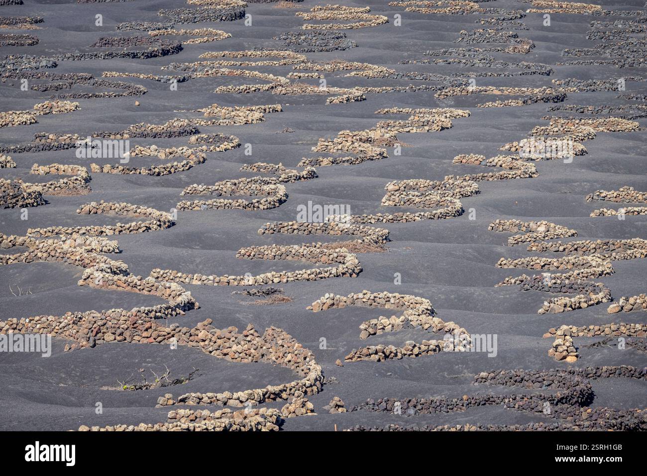 Pattern of moon shaped walls in the unique wine growing landscape of La ...