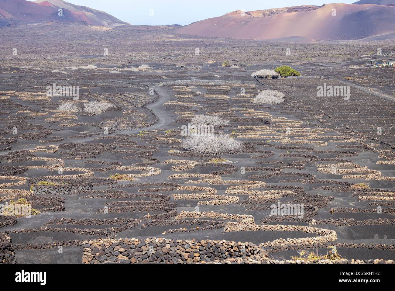 Pattern of moon shaped walls in the unique wine growing landscape of La ...