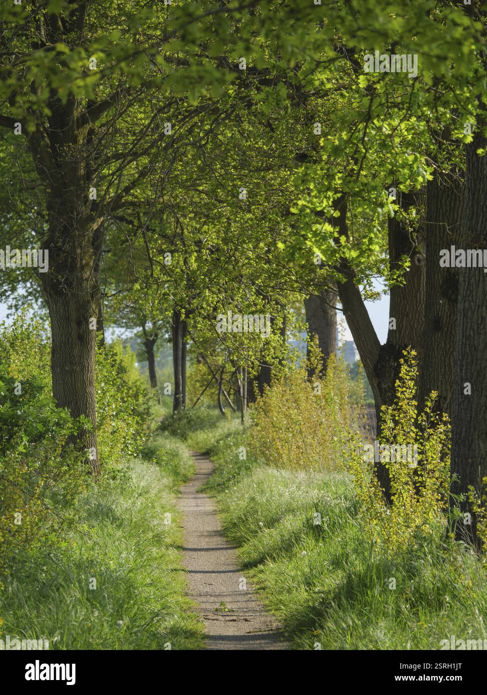 A narrow path under a canopy of green leaves leads through a peaceful ...