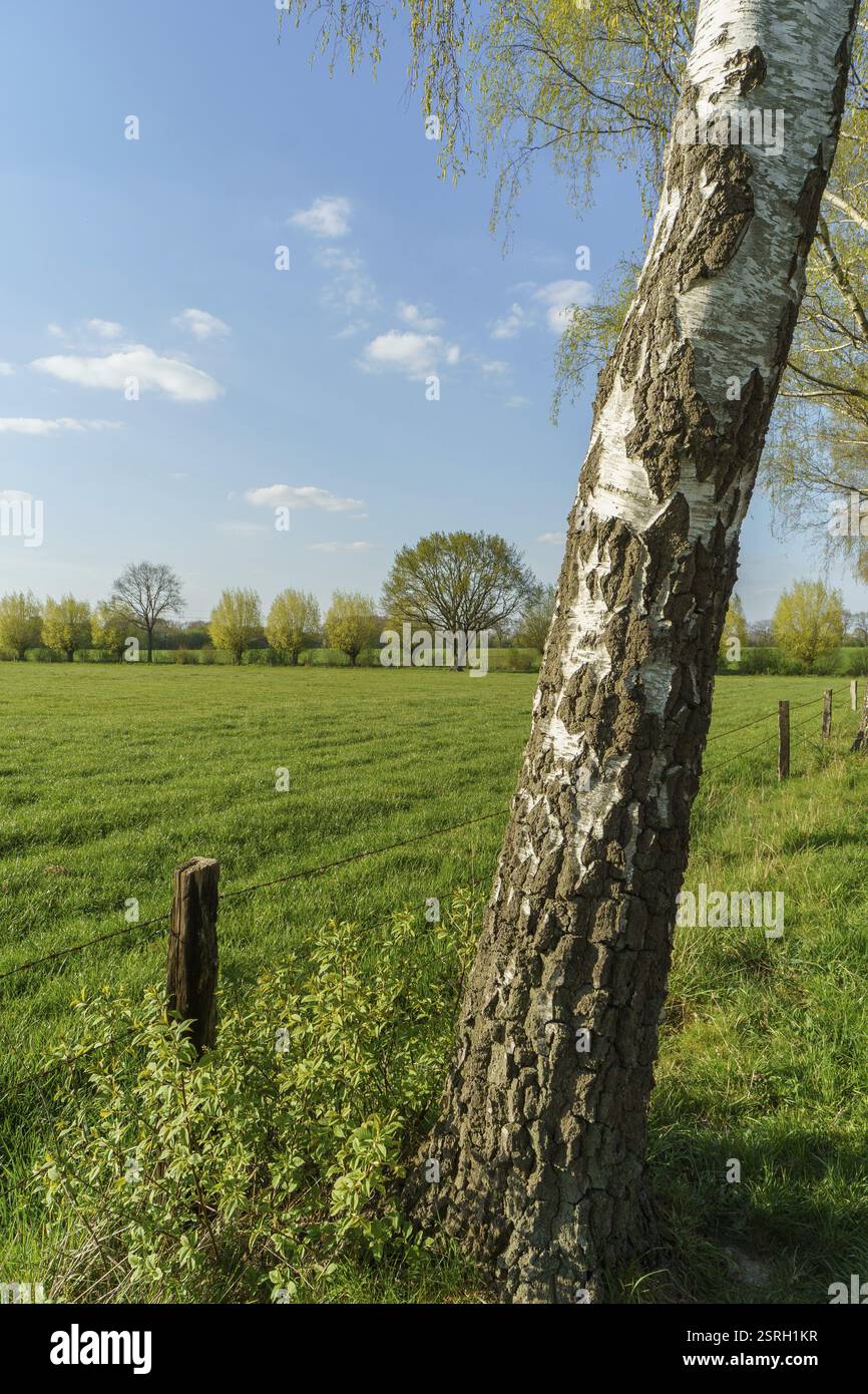 A leaning tree trunk stands out in a wide green meadow under a blue sky ...