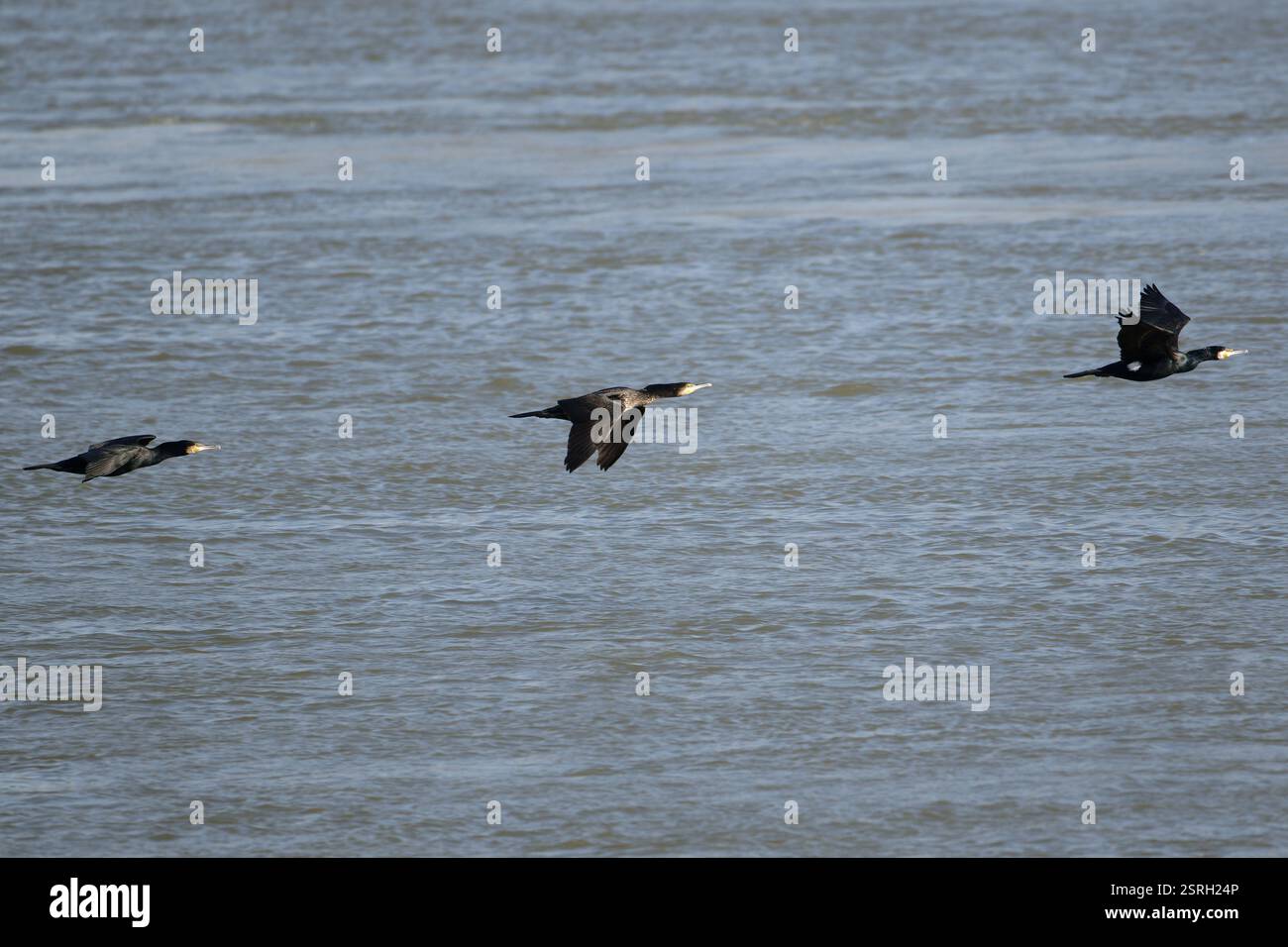16 February 2025, North Rhine-Westphalia, Cologne: Cormorants ...