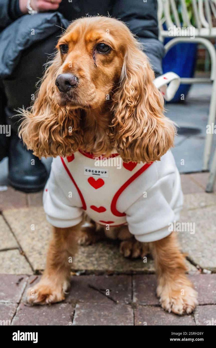 London, UK. 16th Feb, 2025. Peggy, a spaniel - Dogs and owners get ...