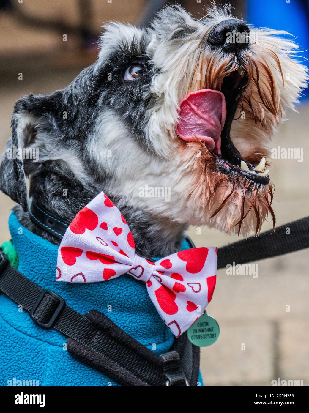 London, UK. 16th Feb, 2025. Colin sports a Valentine's bow tie - Dogs ...