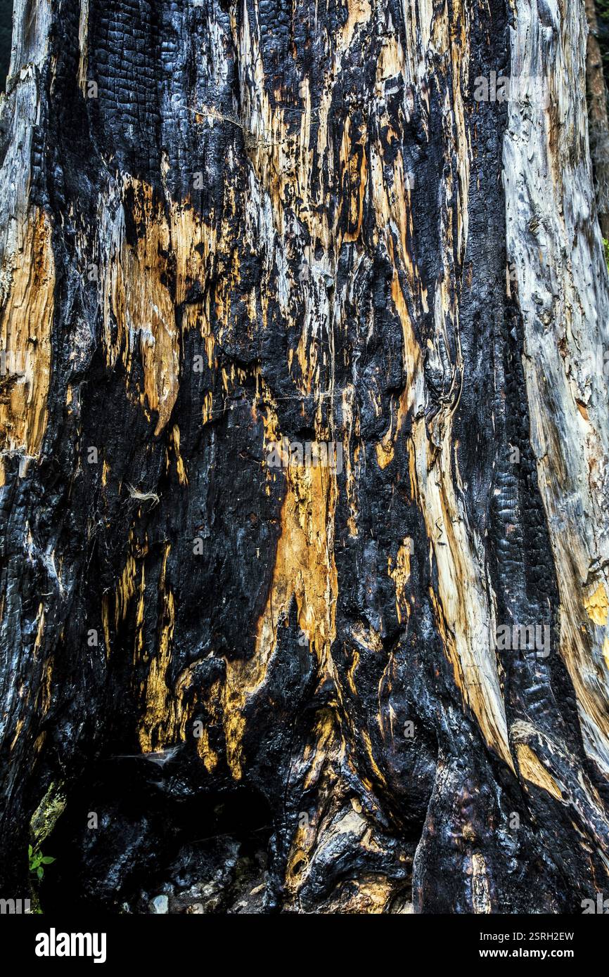 Bark of pine tree, Doodhpathri, Budgam, Kashmir, India, Asia Stock ...