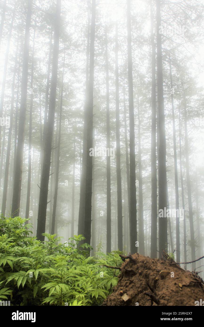 Road and pine trees, Gurez valley, Bandipora, Kashmir, India, Asia ...