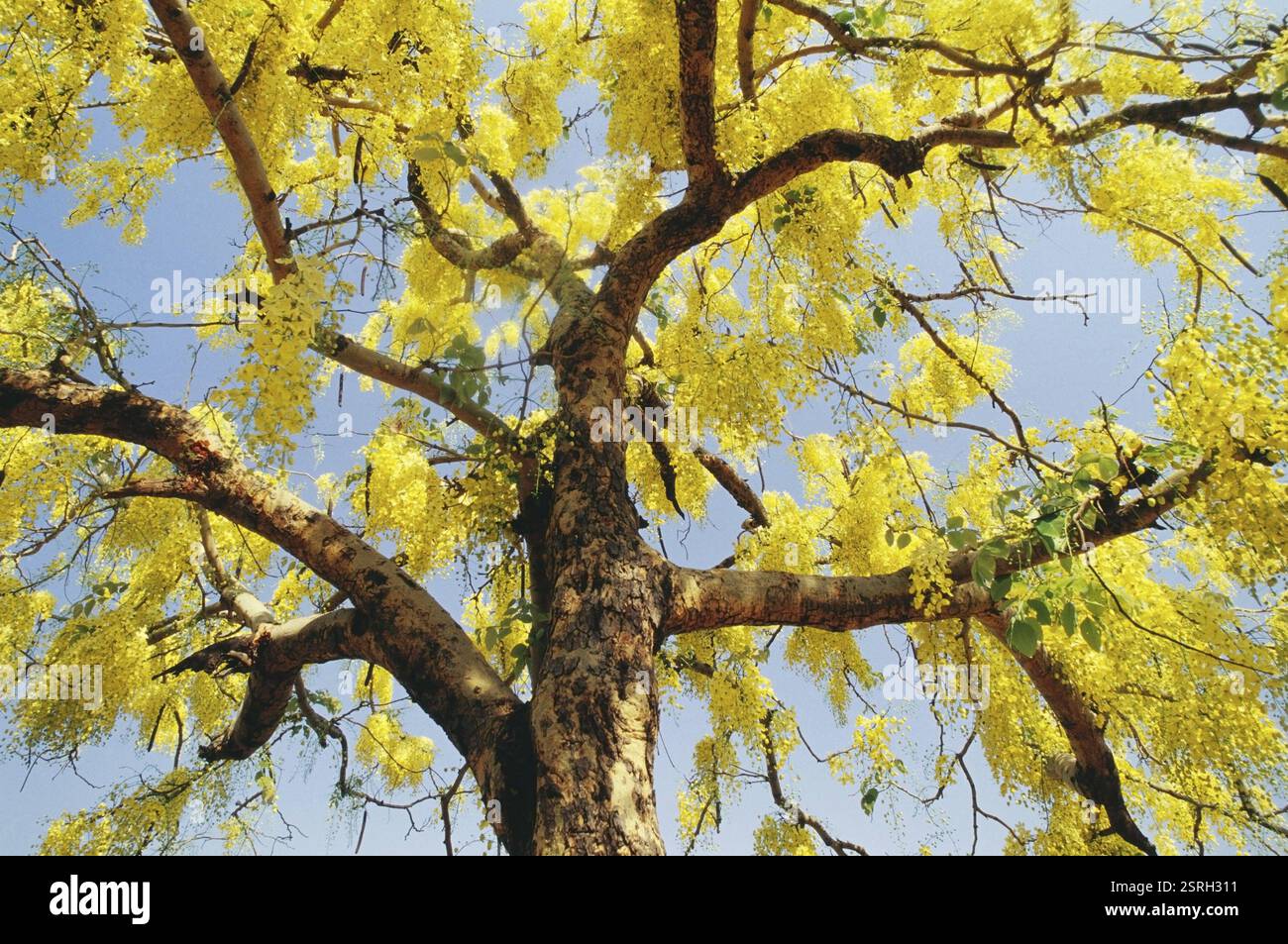 Indian laburnum tree hi-res stock photography and images - Alamy