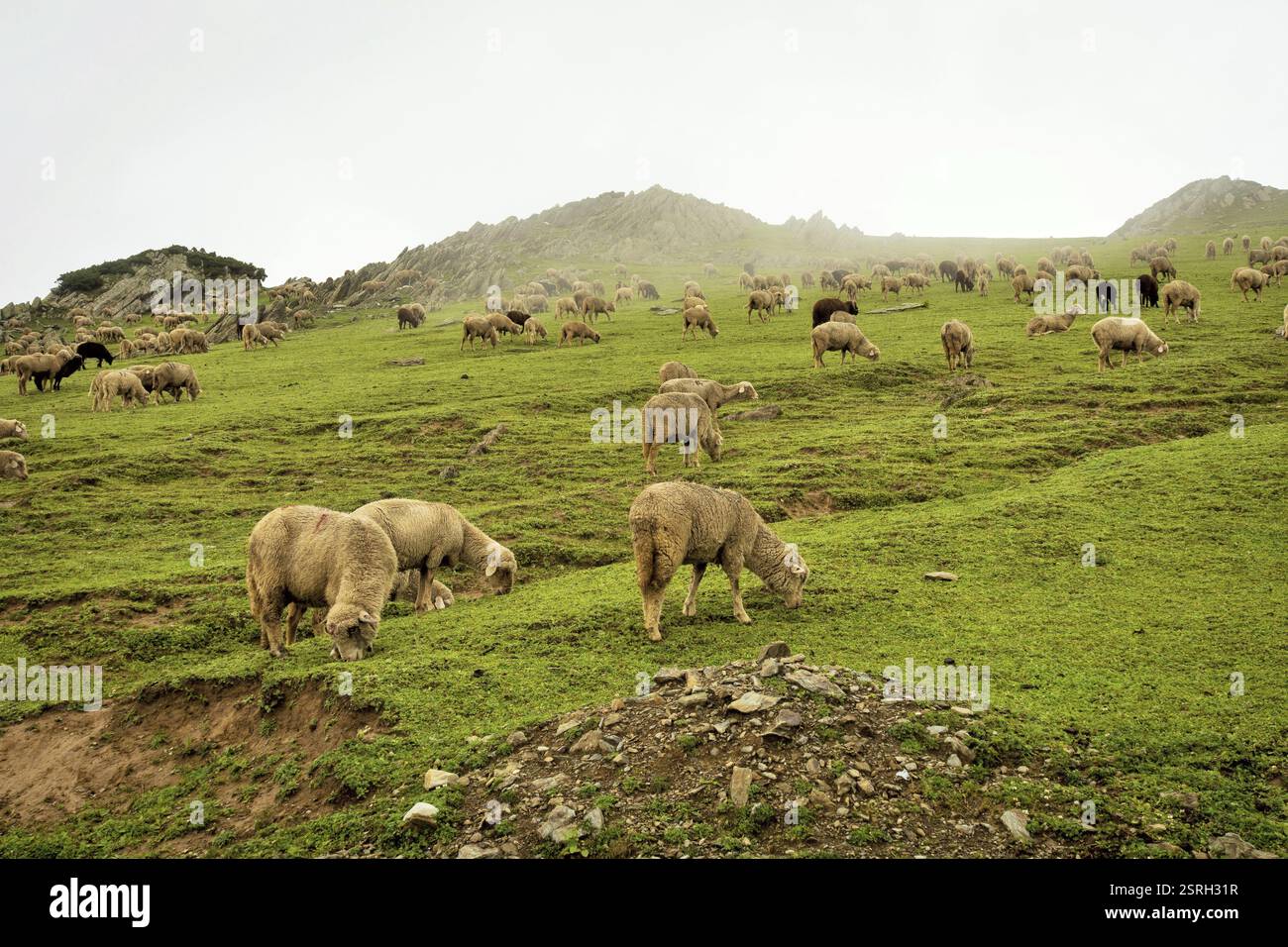Sheep grazing, Gurez valley, Bandipora, Kashmir, India, Asia Stock ...