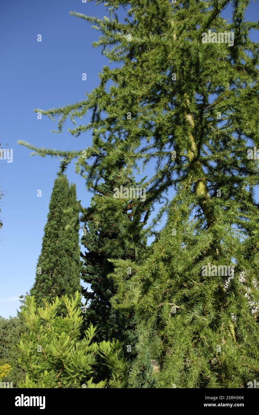 Conifers in front of a clear blue sky, bright green in natural ...