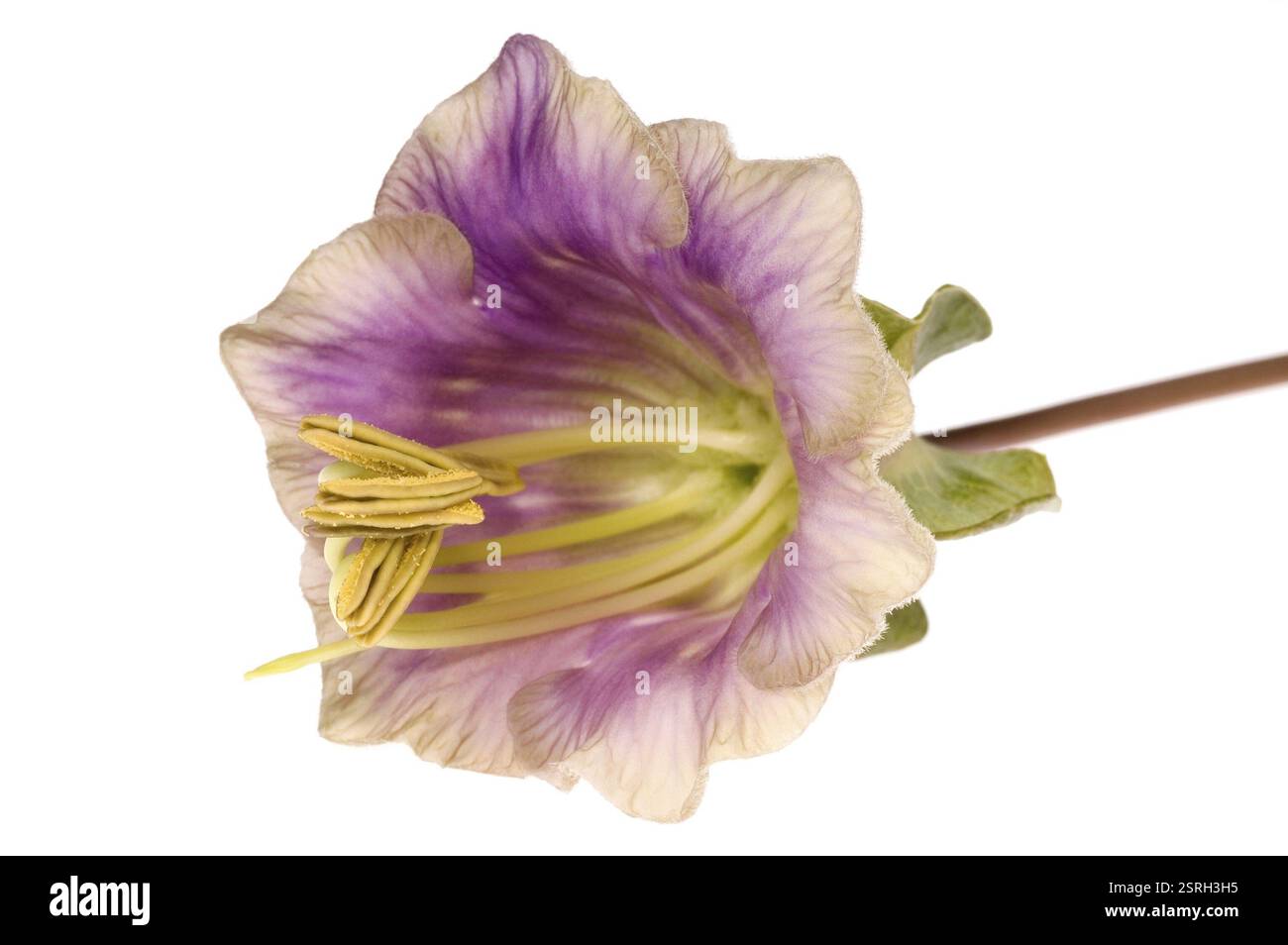 Ivy curves Cut Out Stock Images & Pictures - Alamy