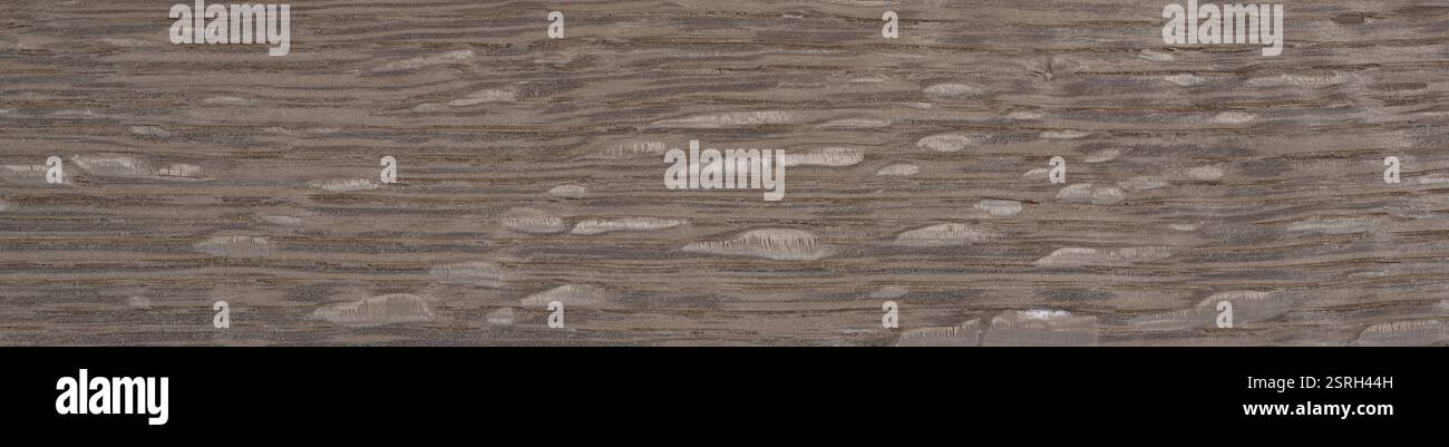 Silver gray rustic oak veneer surface, a tapestry of natural growth and ...