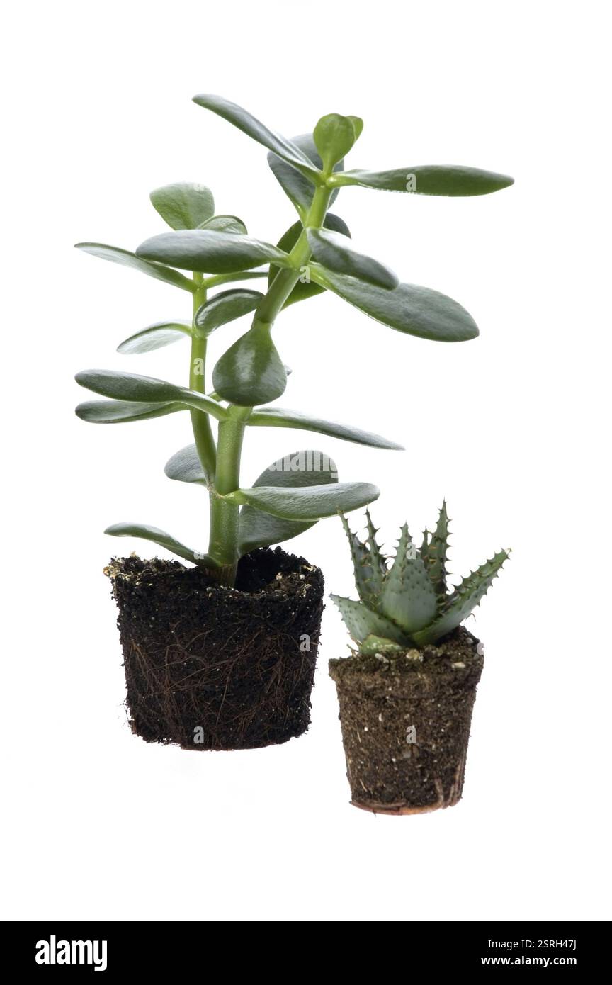 Interior on may Cut Out Stock Images & Pictures - Alamy