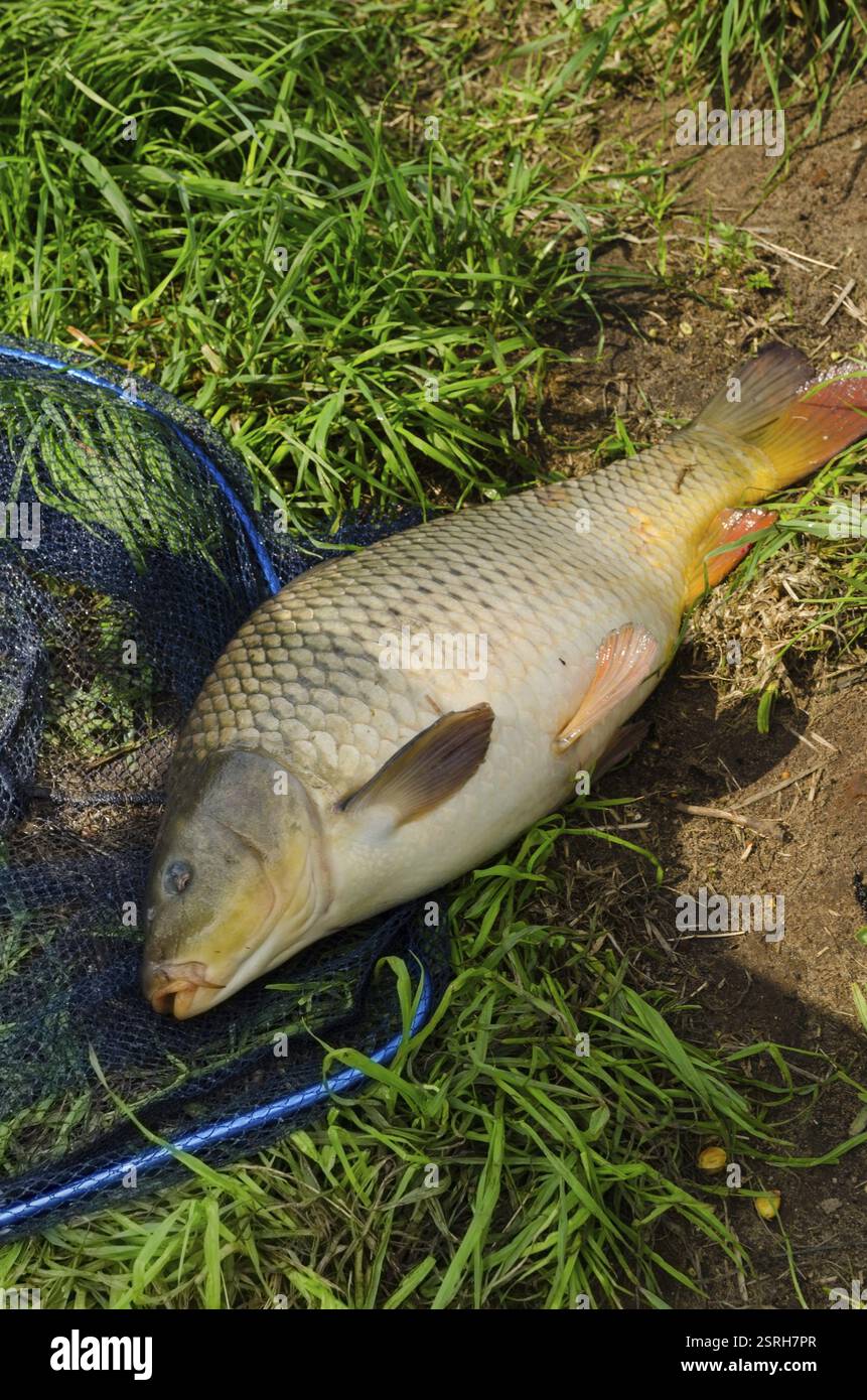 Carp, freshwater fish Stock Photo - Alamy