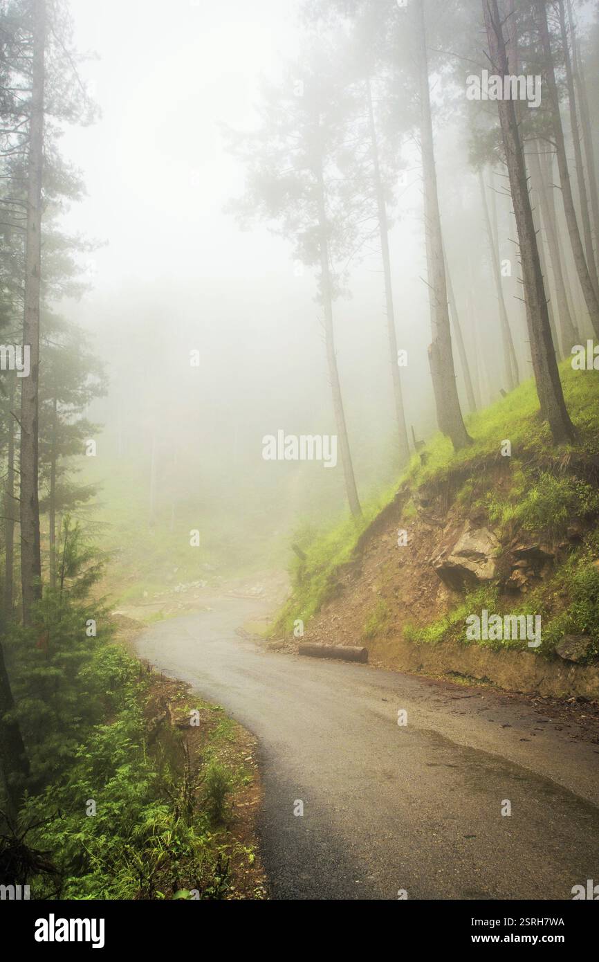 Road and pine trees, Gurez valley, Bandipora, Kashmir, India, Asia ...