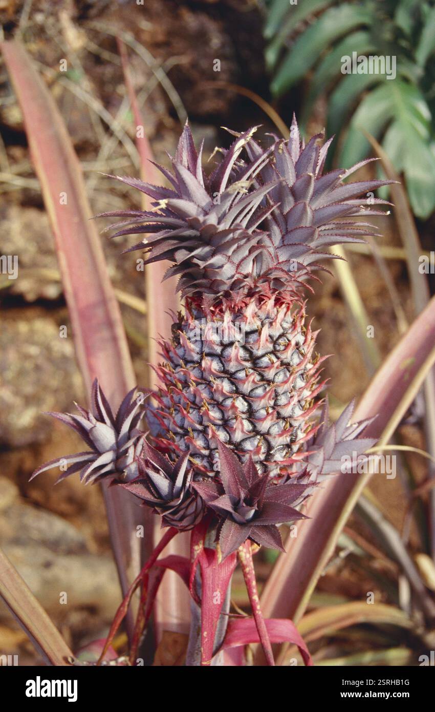 Fruits of india hi-res stock photography and images - Alamy