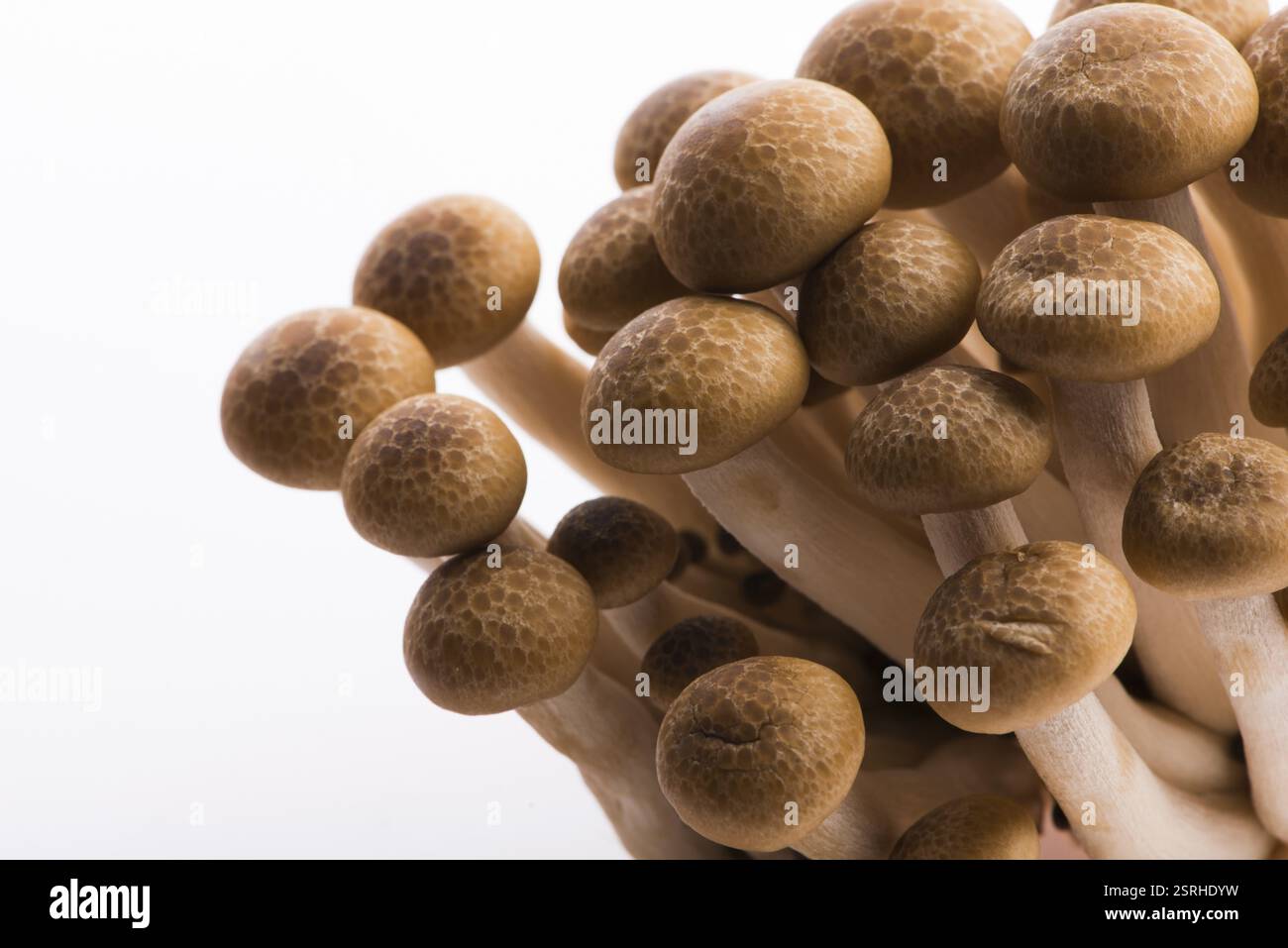 Bunapi shimeji mushrooms hi-res stock photography and images - Alamy