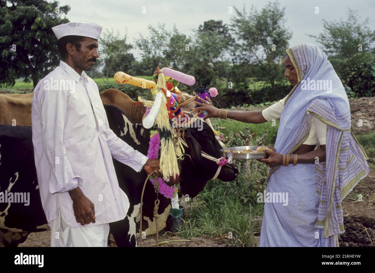 Pola bull festival maharashtra hi-res stock photography and images - Alamy