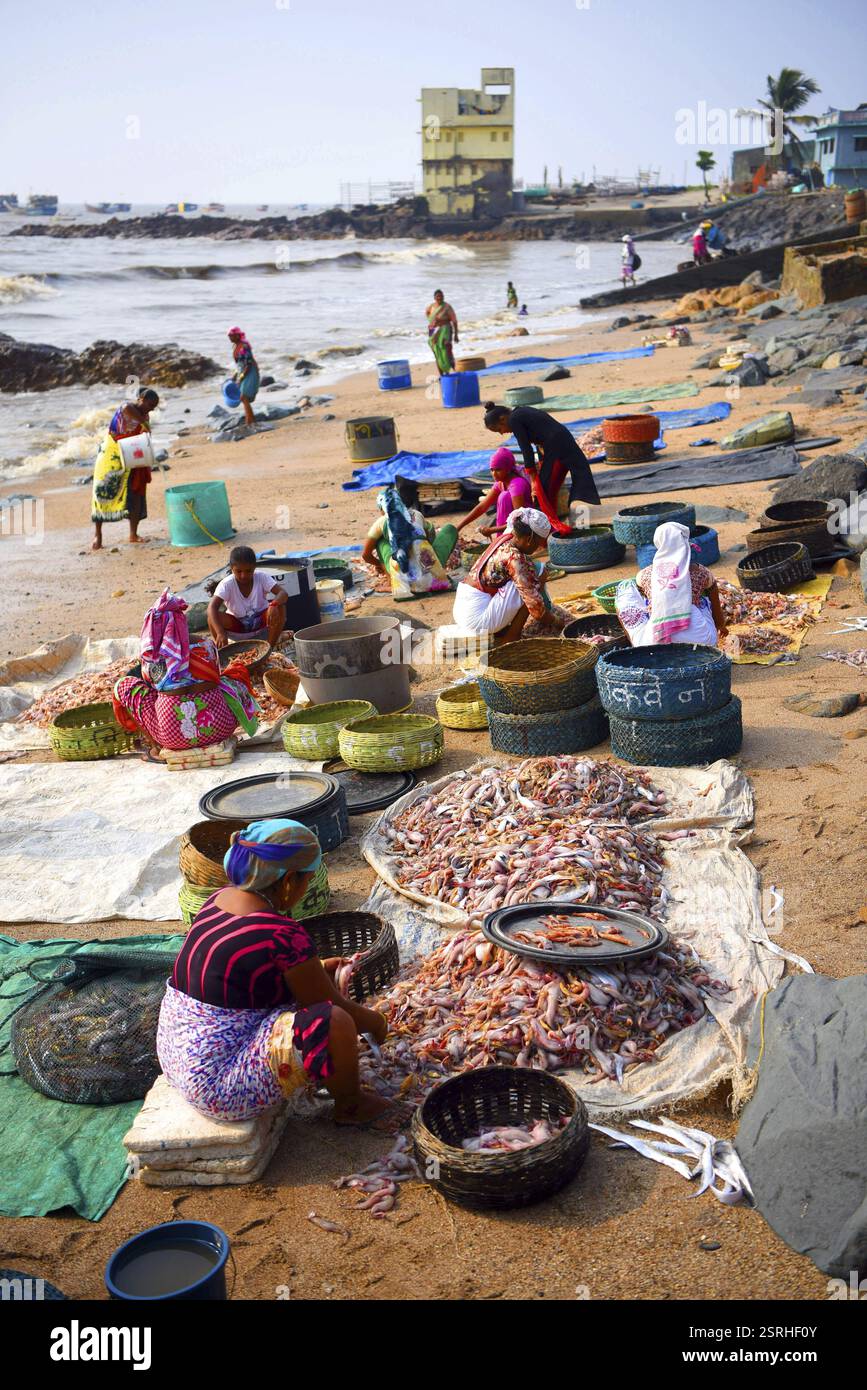 Fish sorting india hi-res stock photography and images - Alamy