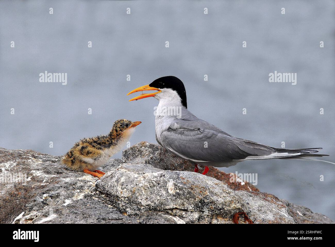 Birds, Indian river tern sterna aurantia and chick, Karnataka, India ...