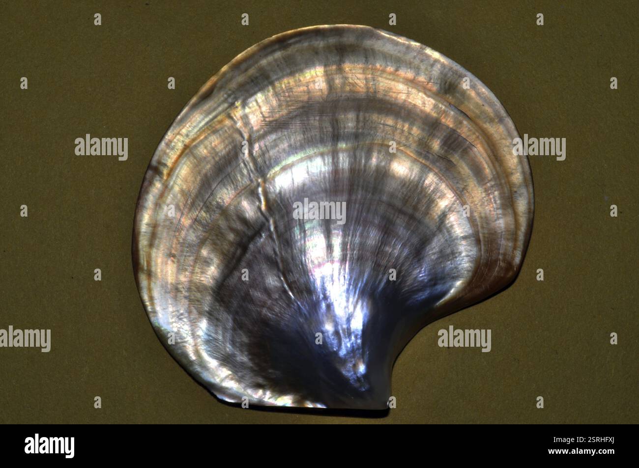 Seashell Oyster, India, Asia Stock Photo - Alamy