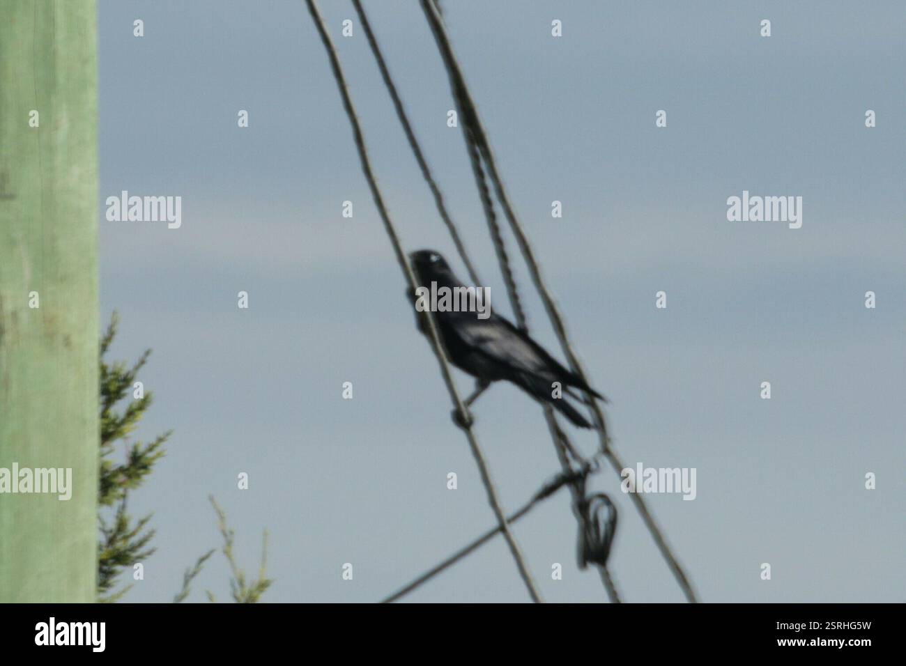 Little Raven (Corvus mellori), Aves, Melbourne VIC, Australia Stock ...