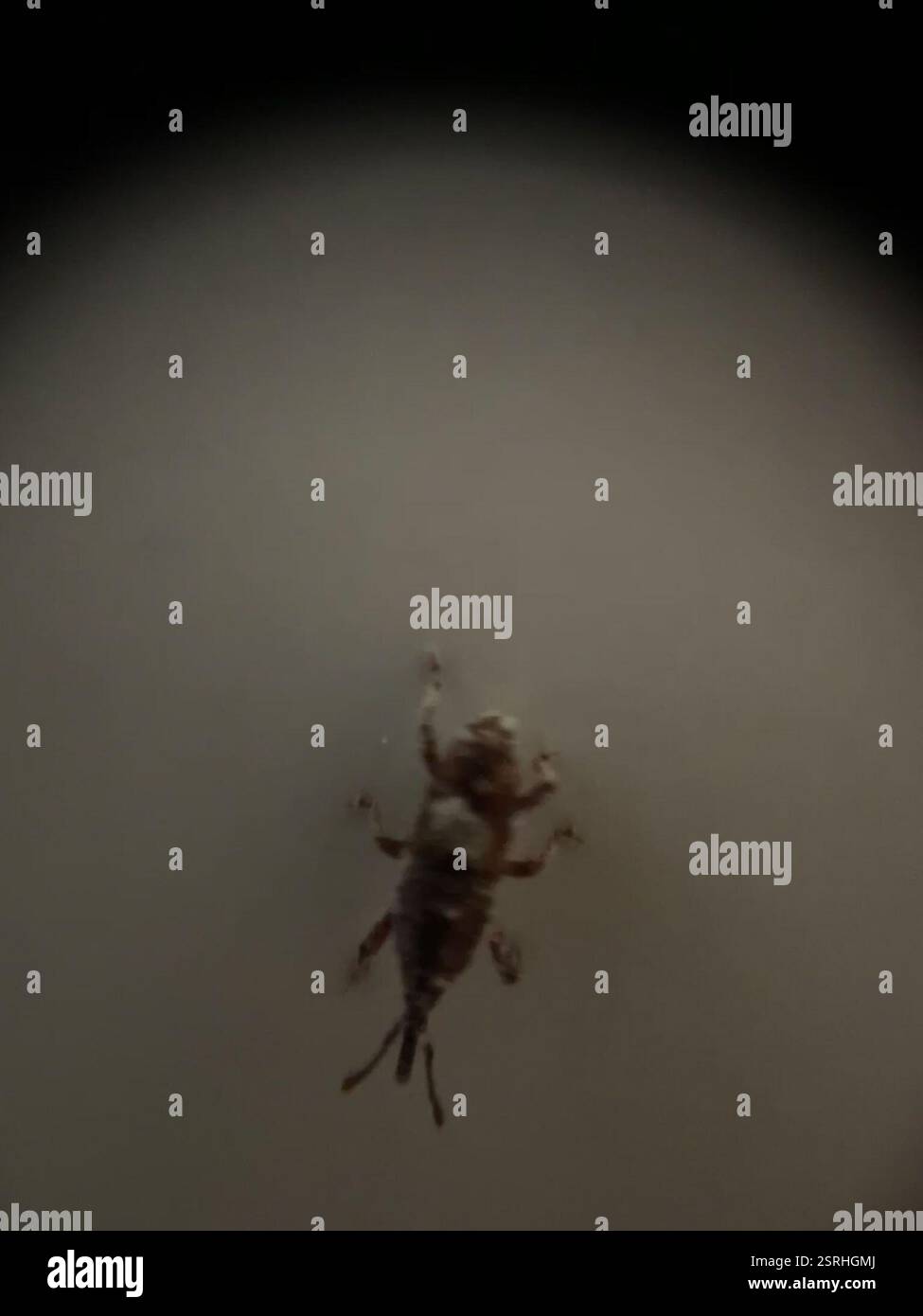 Grain Weevils (Sitophilus), Insecta, Melbourne VIC, Australia ...