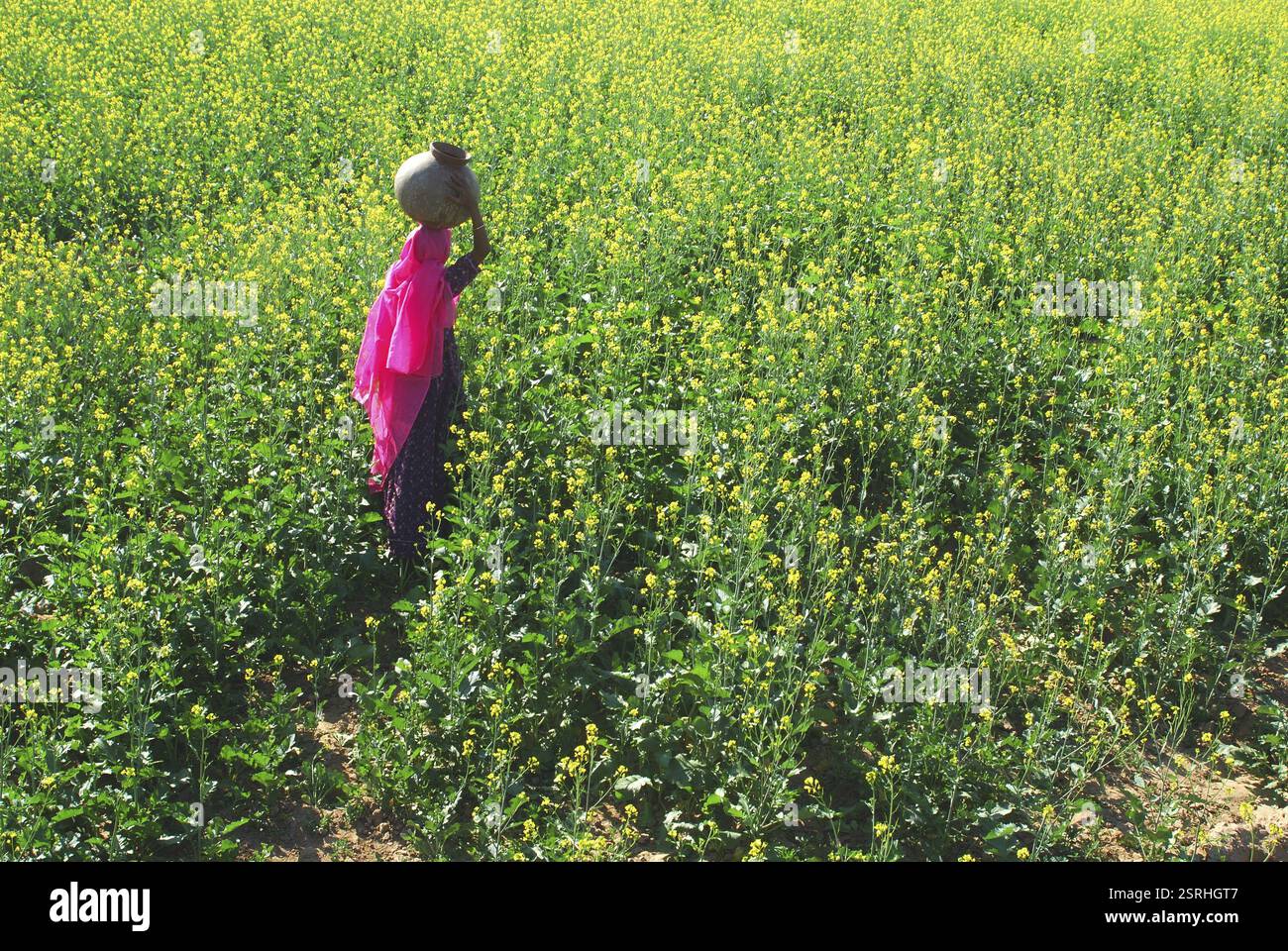 Lady carrying earthen pitcher on head crossing mustard field, Mathania ...