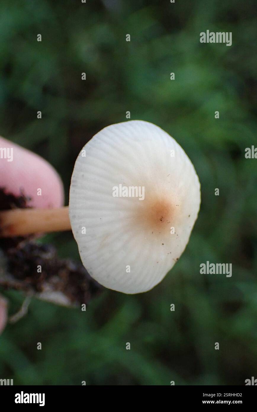 yellow fieldcap (Bolbitius titubans), Fungi, Sabiepark, Sabie Park ...