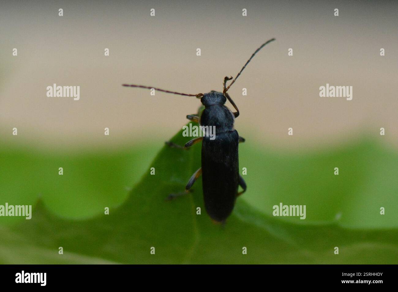 (Osphya bipunctata), Insecta, 5062 Oberhof, Schweiz Stock Photo - Alamy