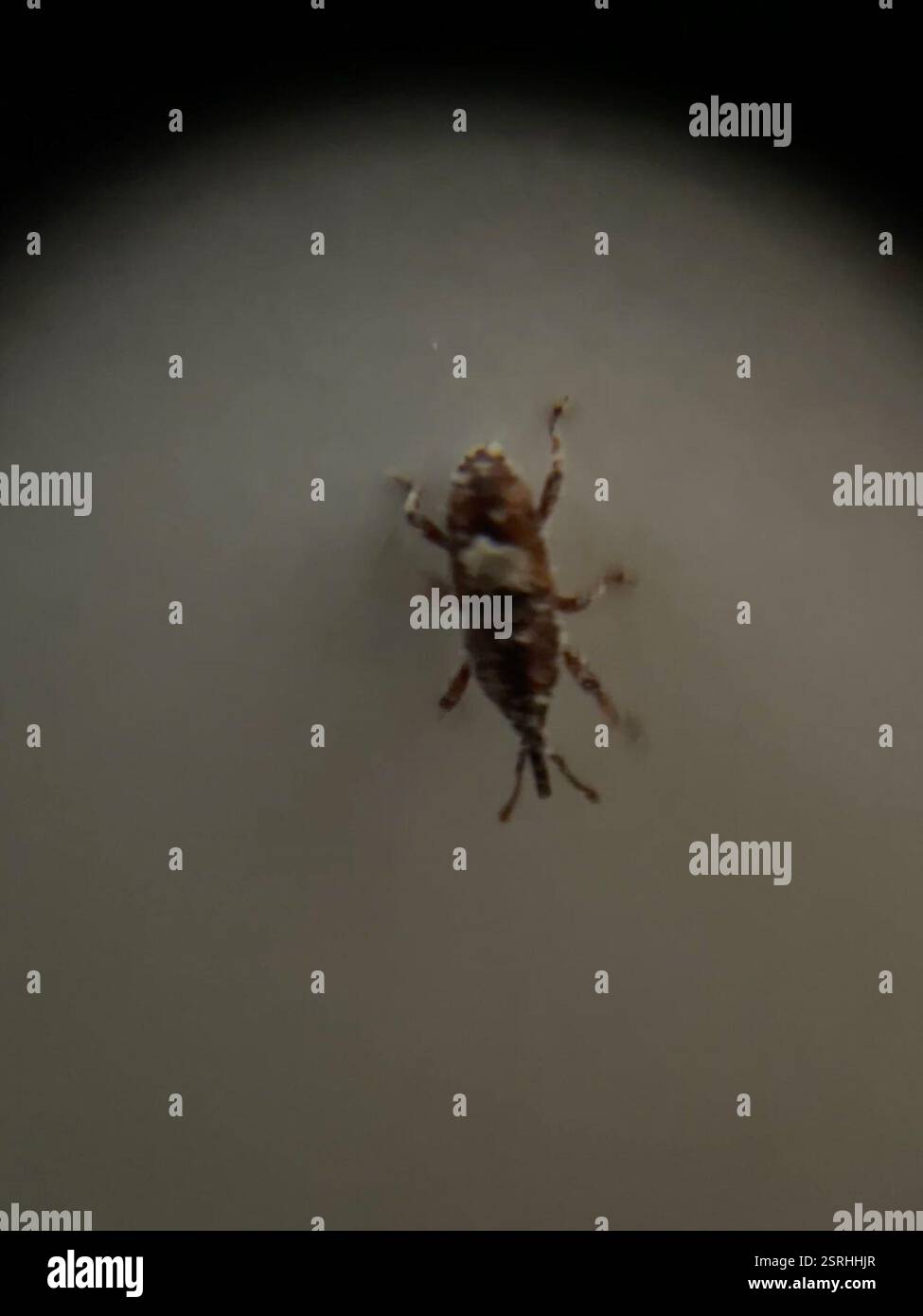 Grain Weevils (Sitophilus), Insecta, Melbourne VIC, Australia ...