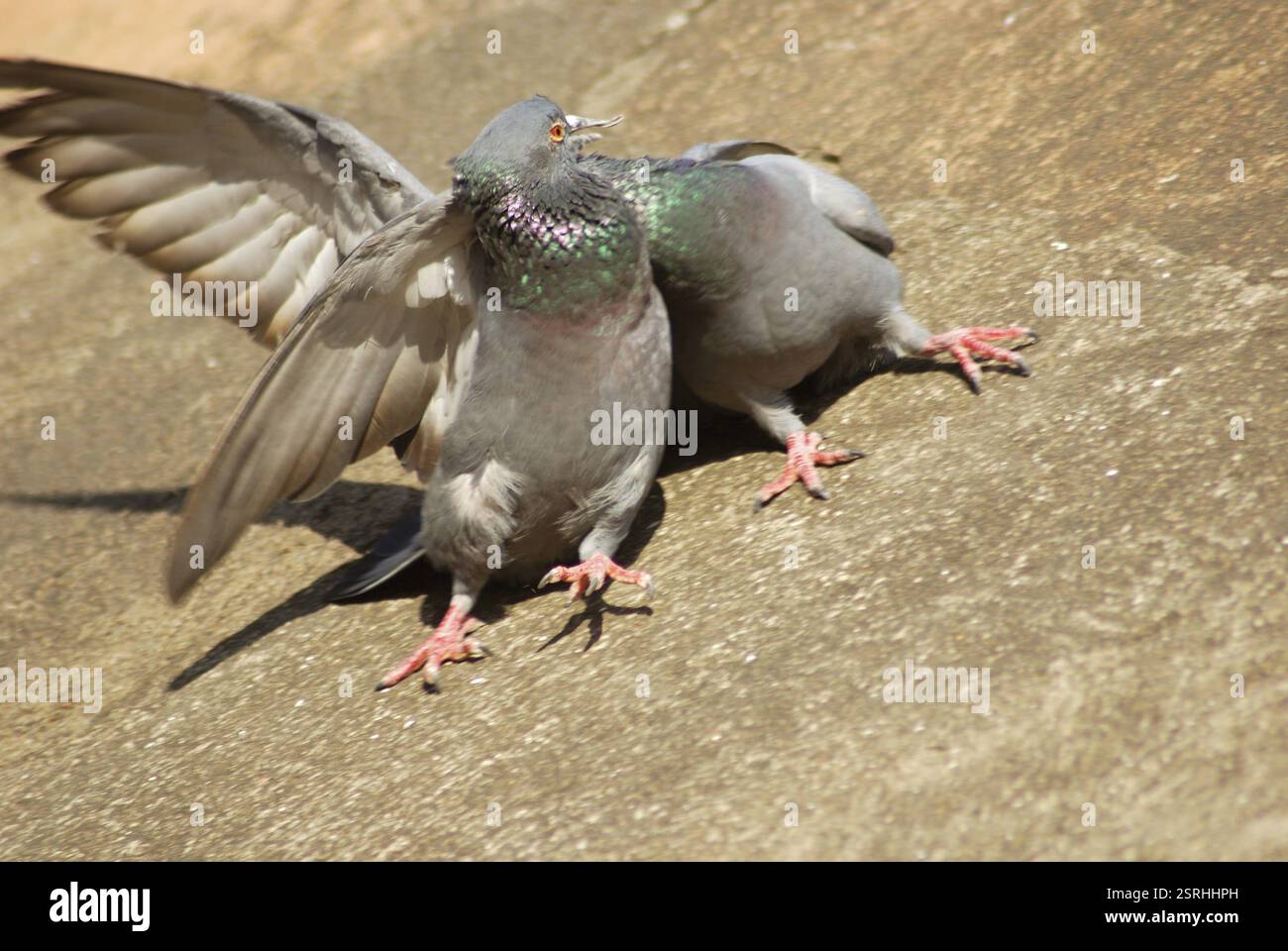Birds, pigeons fighting, Delhi, India, Asia Stock Photo - Alamy
