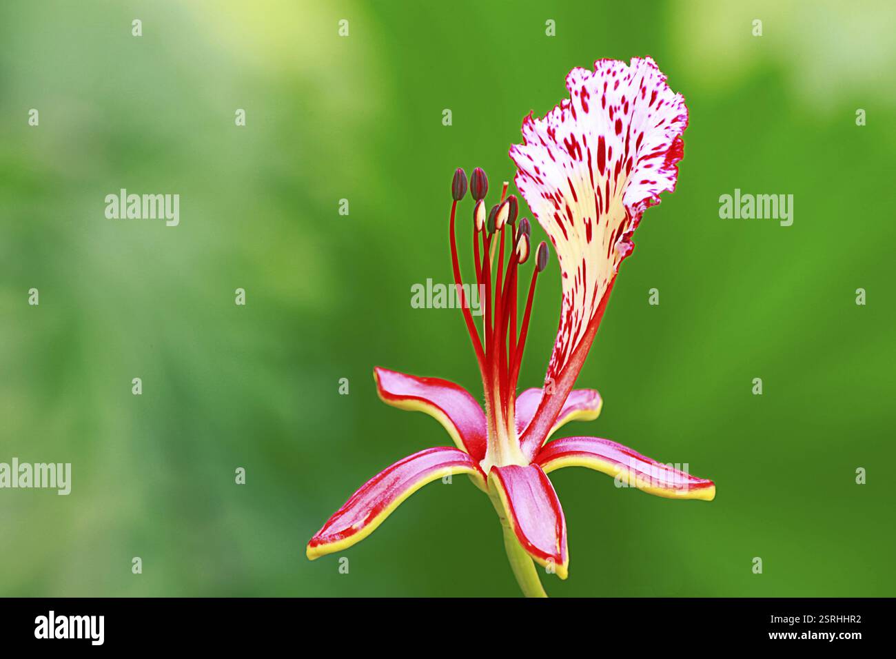 Gulmohar flower, visakhapatnam, andhra pradesh, India, Asia Stock Photo ...