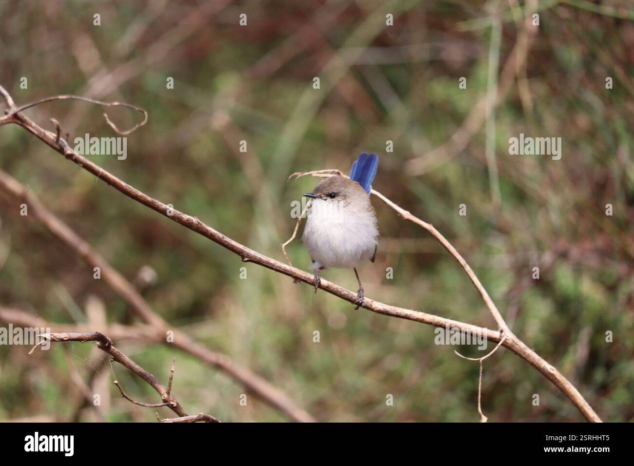 Superb Fairywren (Malurus cyaneus), Aves, Lake Connewarre Wildlife ...