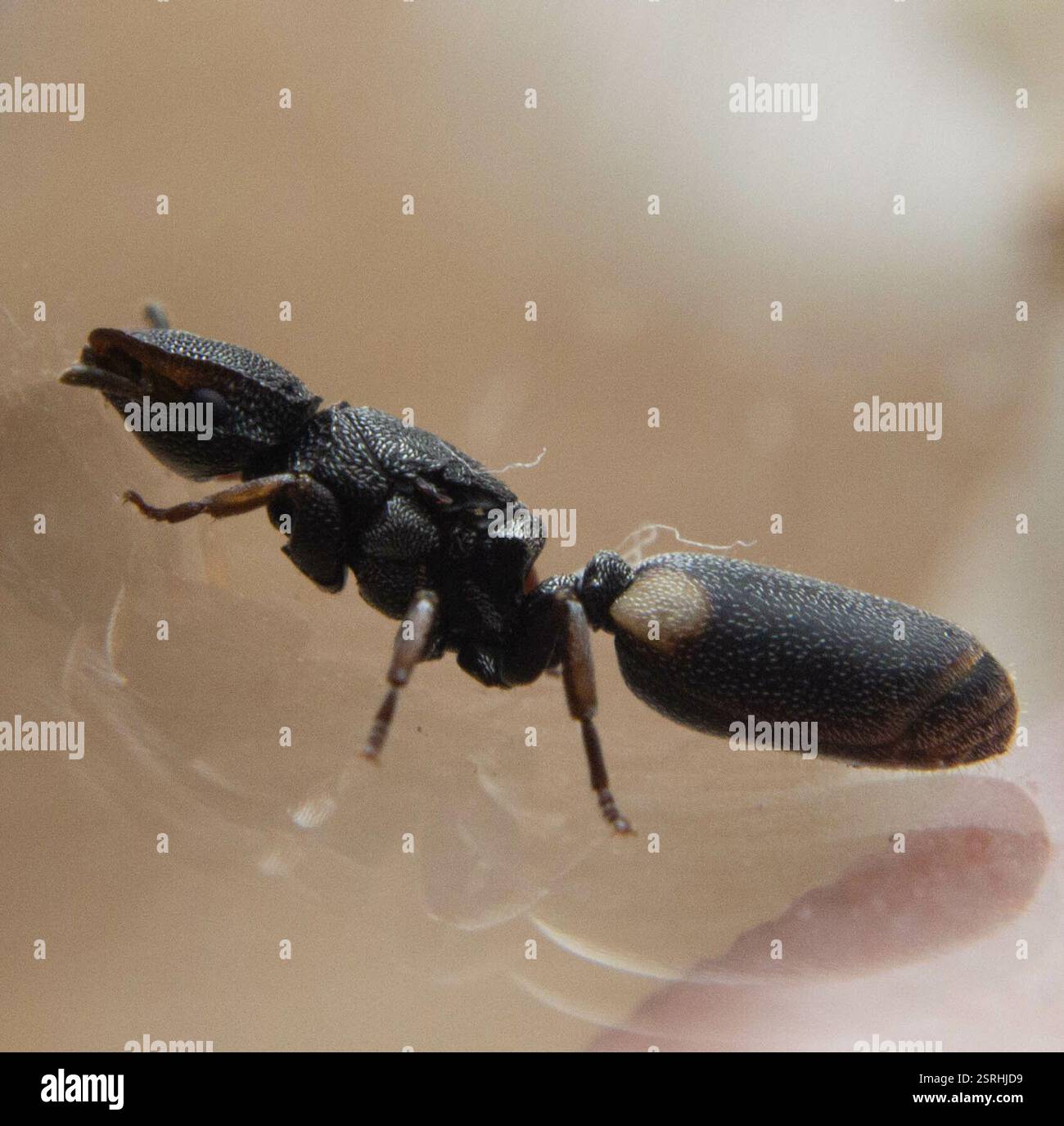 Texas Turtle Ant (Cephalotes texanus), Insecta, Brownsville, TX, USA ...