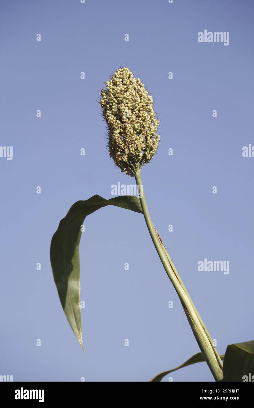 Grain, close ups of corn of jawar jawari sorghum in field, Maharashtra ...