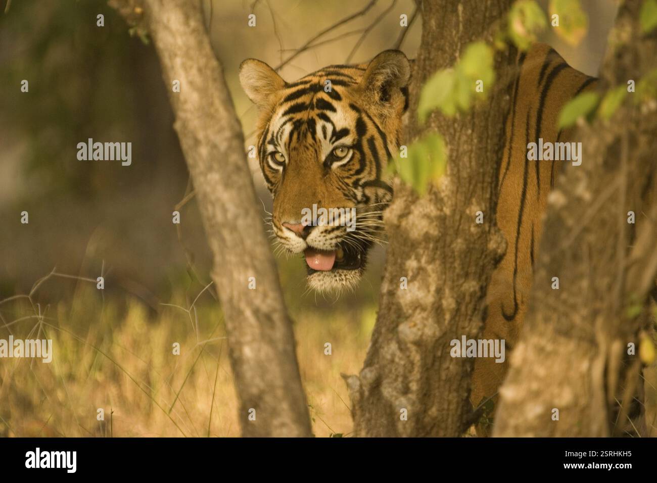 Tiger Panthera tigris hiding, Ranthambore tiger reserve, Rajasthan ...