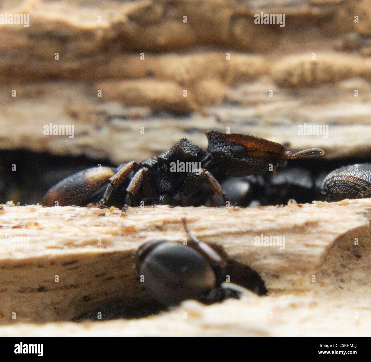 Texas Turtle Ant (Cephalotes texanus), Insecta, Brownsville, TX, USA ...