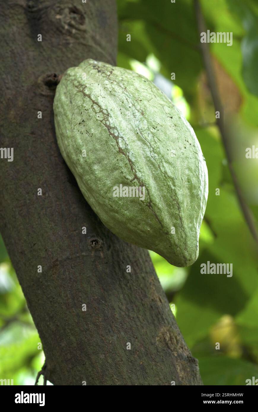 Fruits, cocoa oval-shaped pods theobroma cacao sterculiaceae, Kerala ...