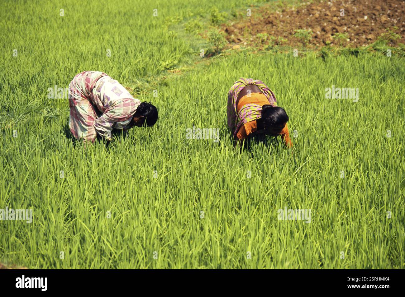Working in rice field, West Bengal, India, Asia Stock Photo - Alamy