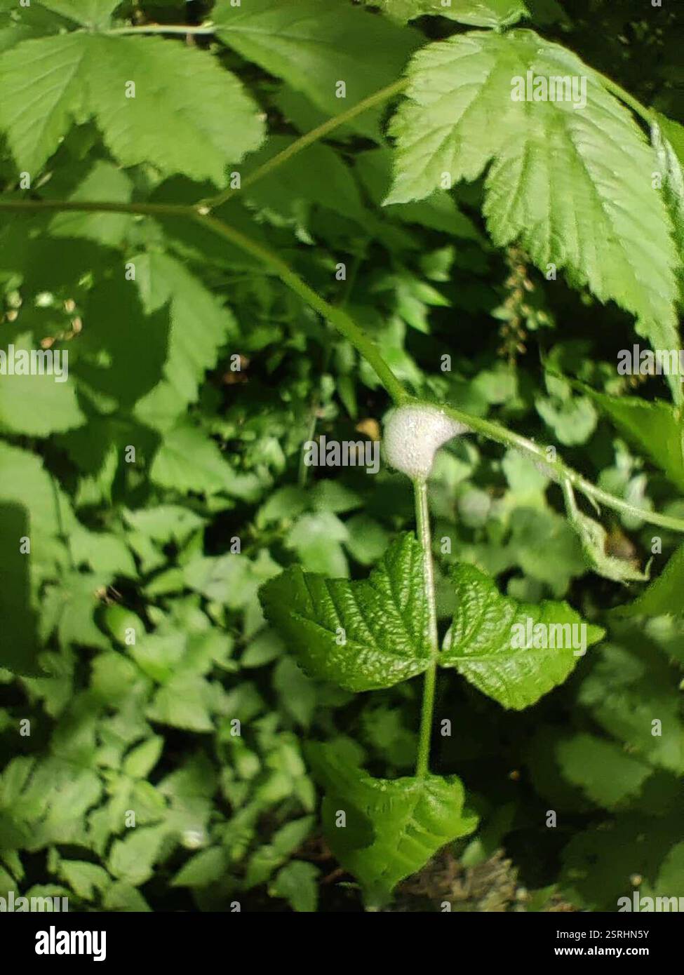 Spittlebugs and Froghoppers (Cercopoidea), Insecta, Broadview, Seattle ...
