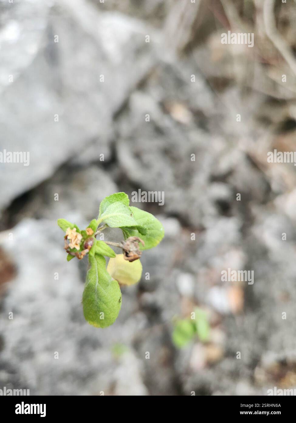 Button Sage (Lantana involucrata), Plantae, Cayman Brac, KY Stock Photo ...