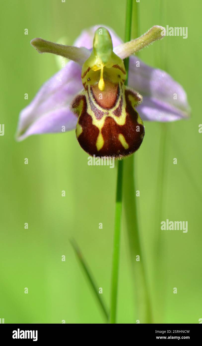 Bee Orchid (Ophrys apifera) taken at Brockholes Nature Reserve ...