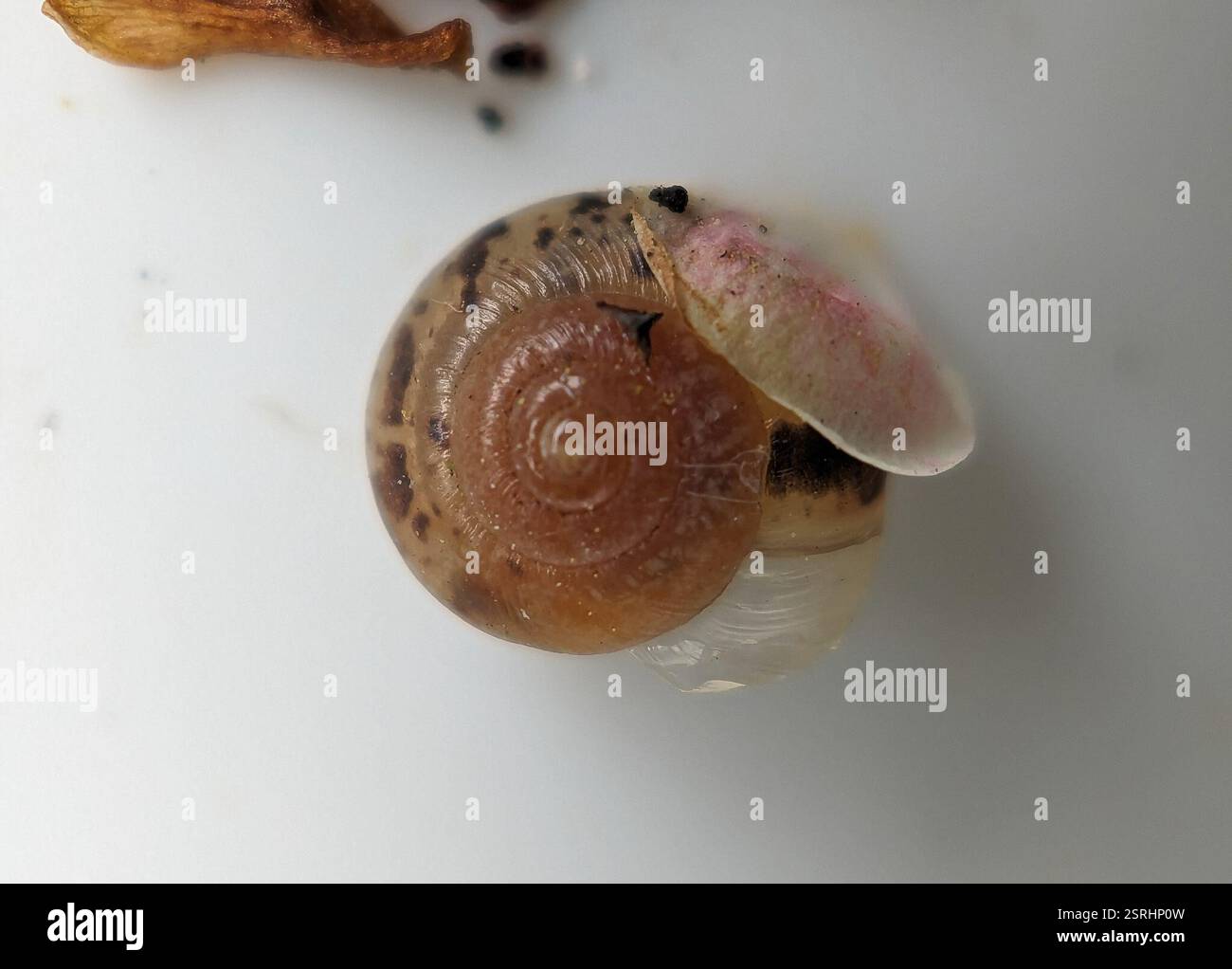 Leaf Snails (Hygromiidae), Mollusca, London, UK Stock Photo - Alamy