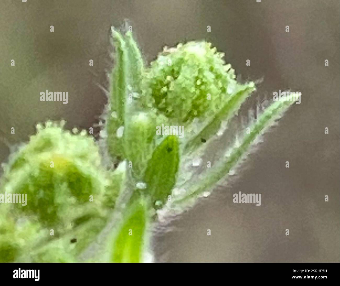 small tarweed (Madia exigua), Plantae, Gigling Rd, Marina, CA, US, A ...